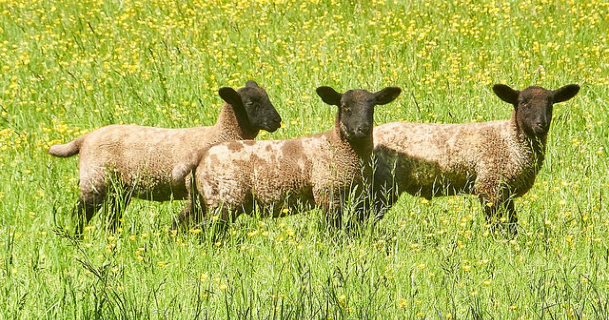 Buriton Circular - Ramblers